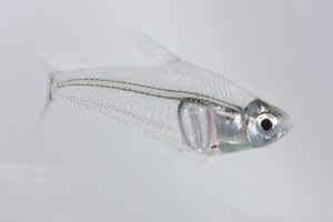 Five of the Coolest Translucent Fish – I'd Rather Die Than Blog About Fish
